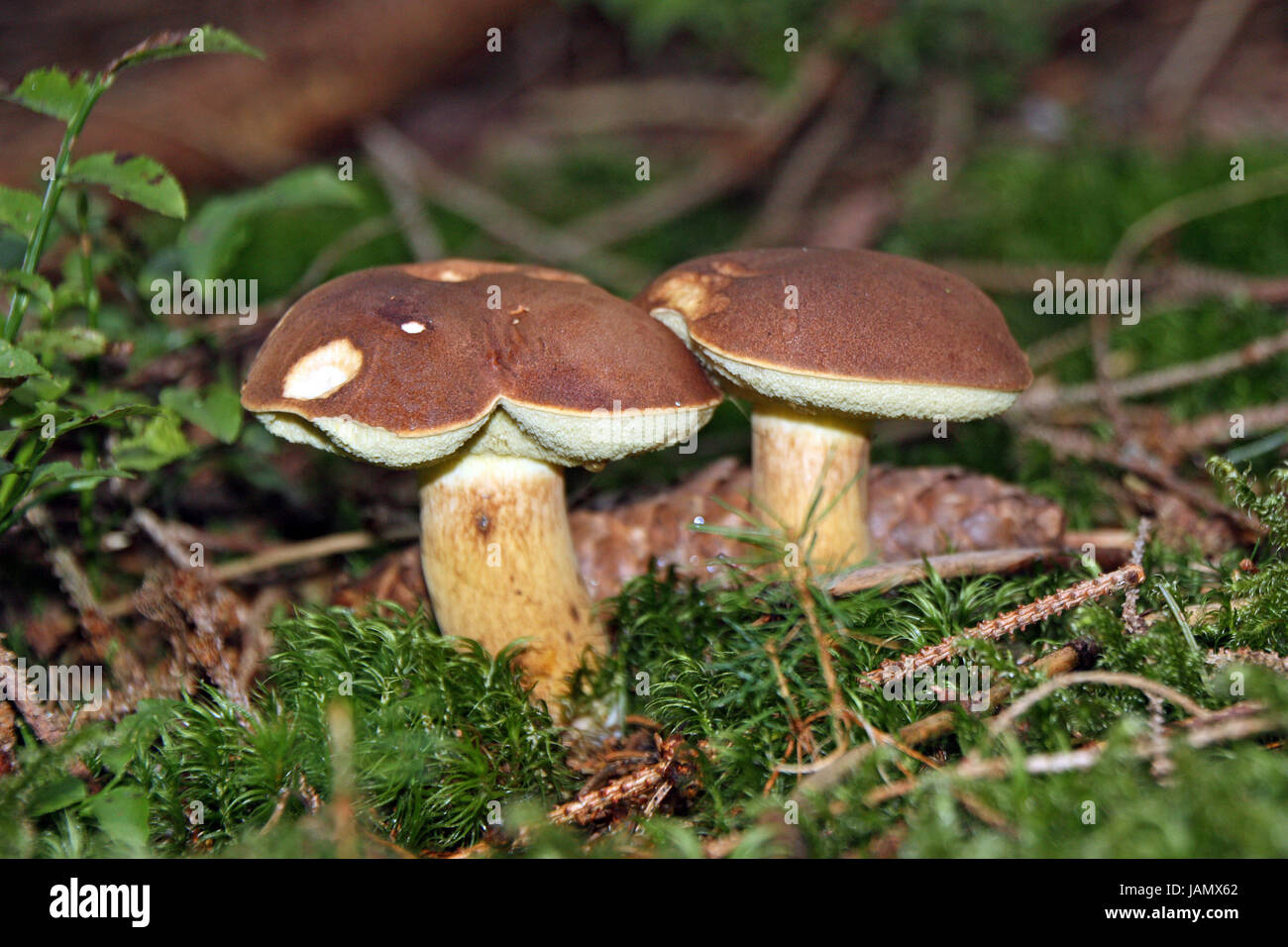 Maronenrohrling hi-res stock photography and images - Alamy