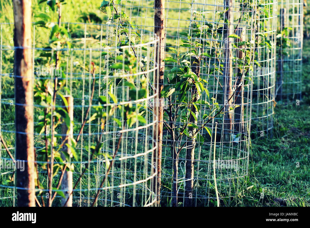 Metal guard mesh protection for animal damaged tree bark Stock Photo ...