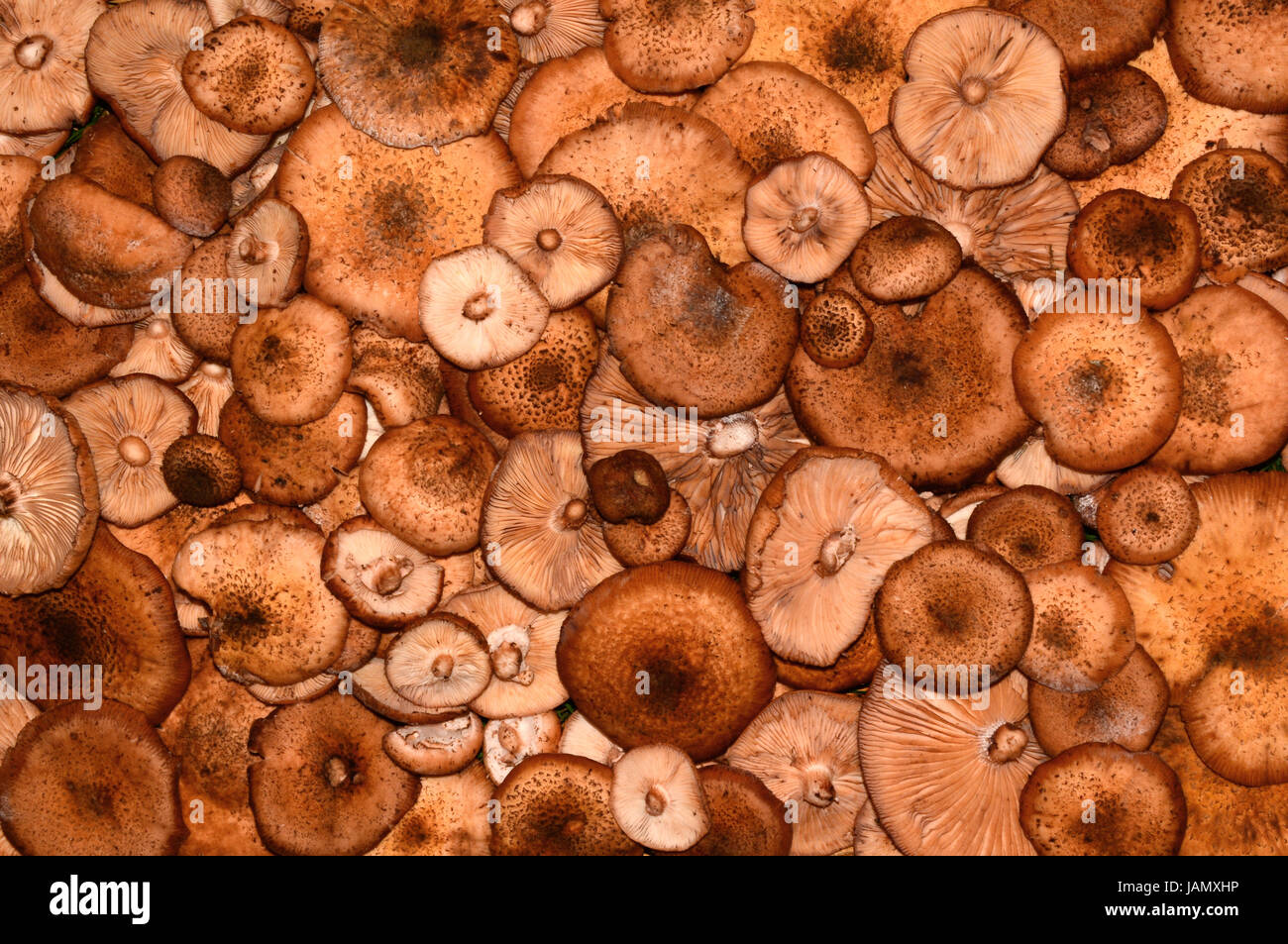 Hallimasch Stock Photos & Hallimasch Stock Images - Alamy