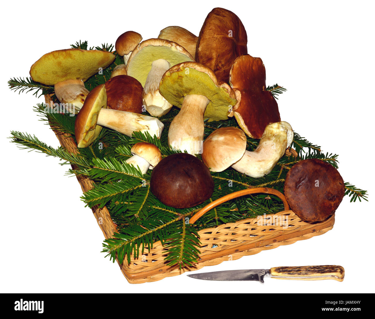 Steinpilze auf Tannenzweigen vom Fundort in einem geflochtenen Korb ...