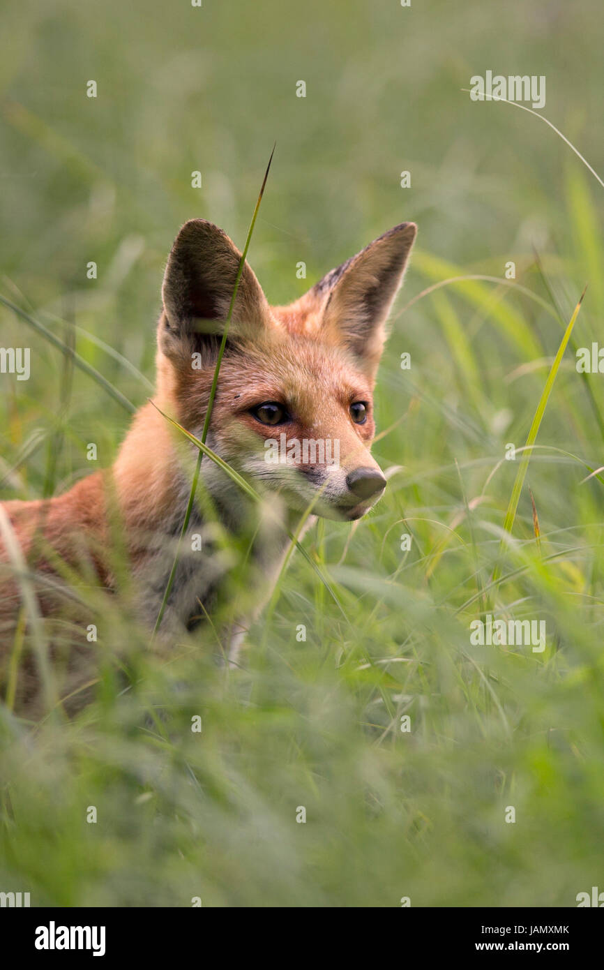 Lawn mammals hi-res stock photography and images - Alamy