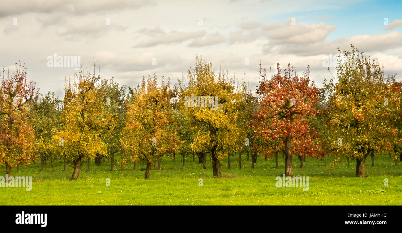 Fruit trees in a line from front Stock Photo - Alamy