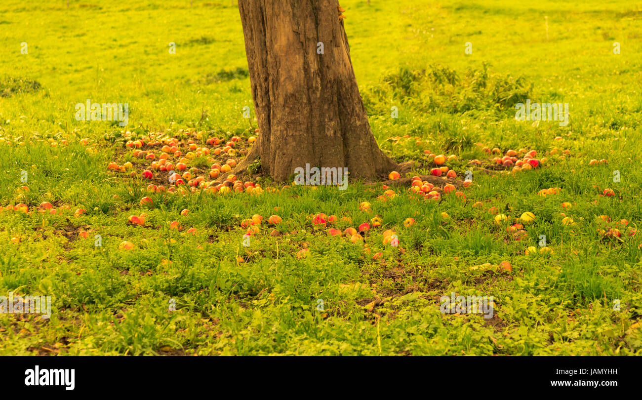 Organic garbage decaying on the greens under the apple tree Stock Photo ...