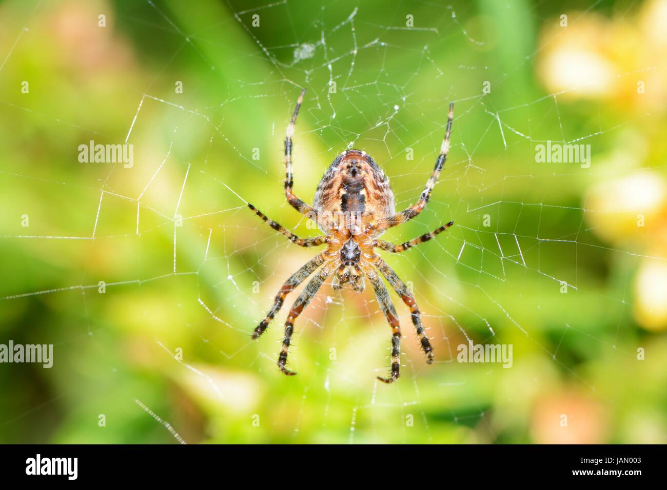 Cob web cross hi-res stock photography and images - Alamy