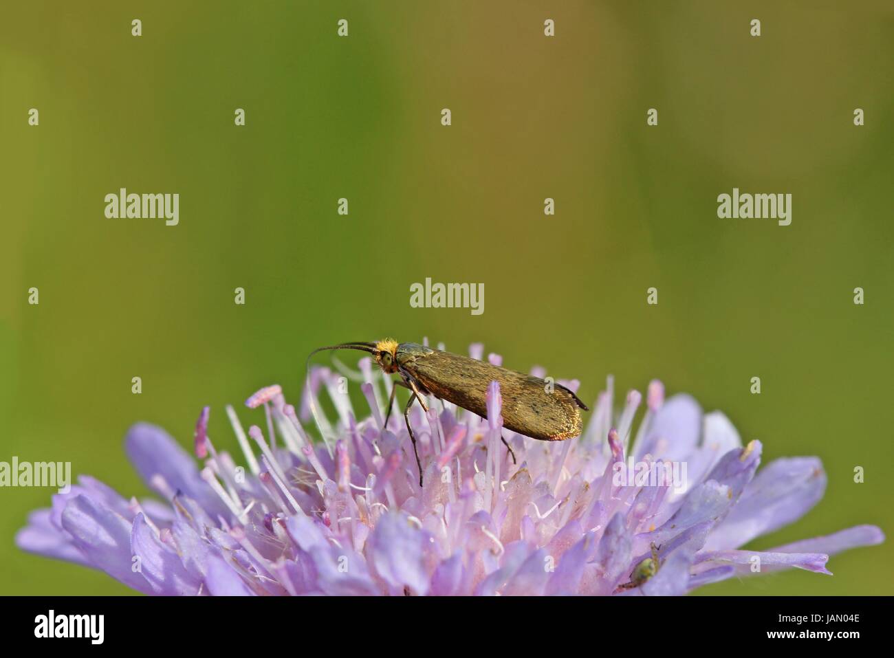 longhorn moth (nemophora metallica) on scabious Stock Photo - Alamy