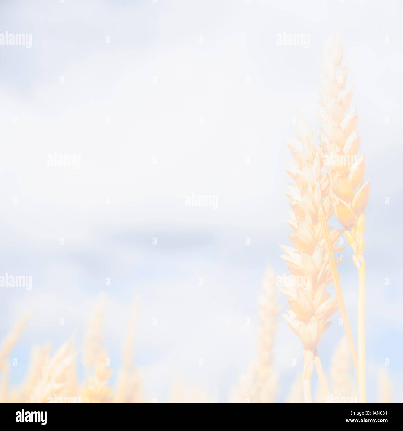 Wheat background hi-res stock photography and images - Alamy
