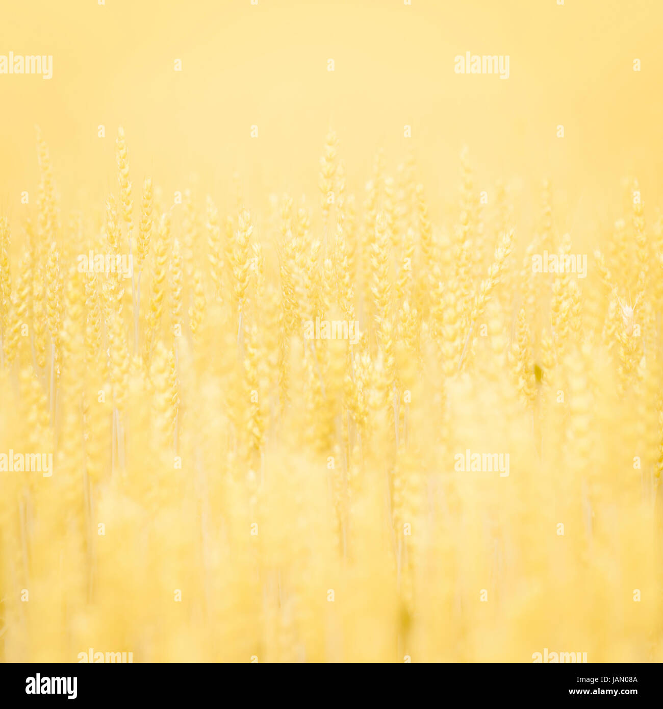 Common Wheat Background Stock Photo - Alamy