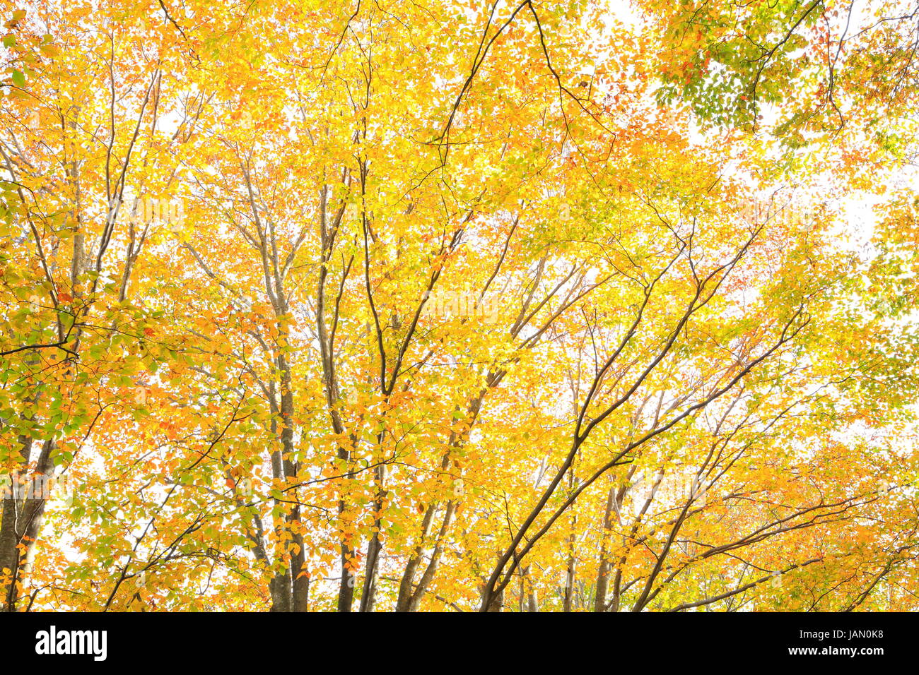 Autumn forest, Yellow leaves background, Aomori, Japan Stock Photo - Alamy