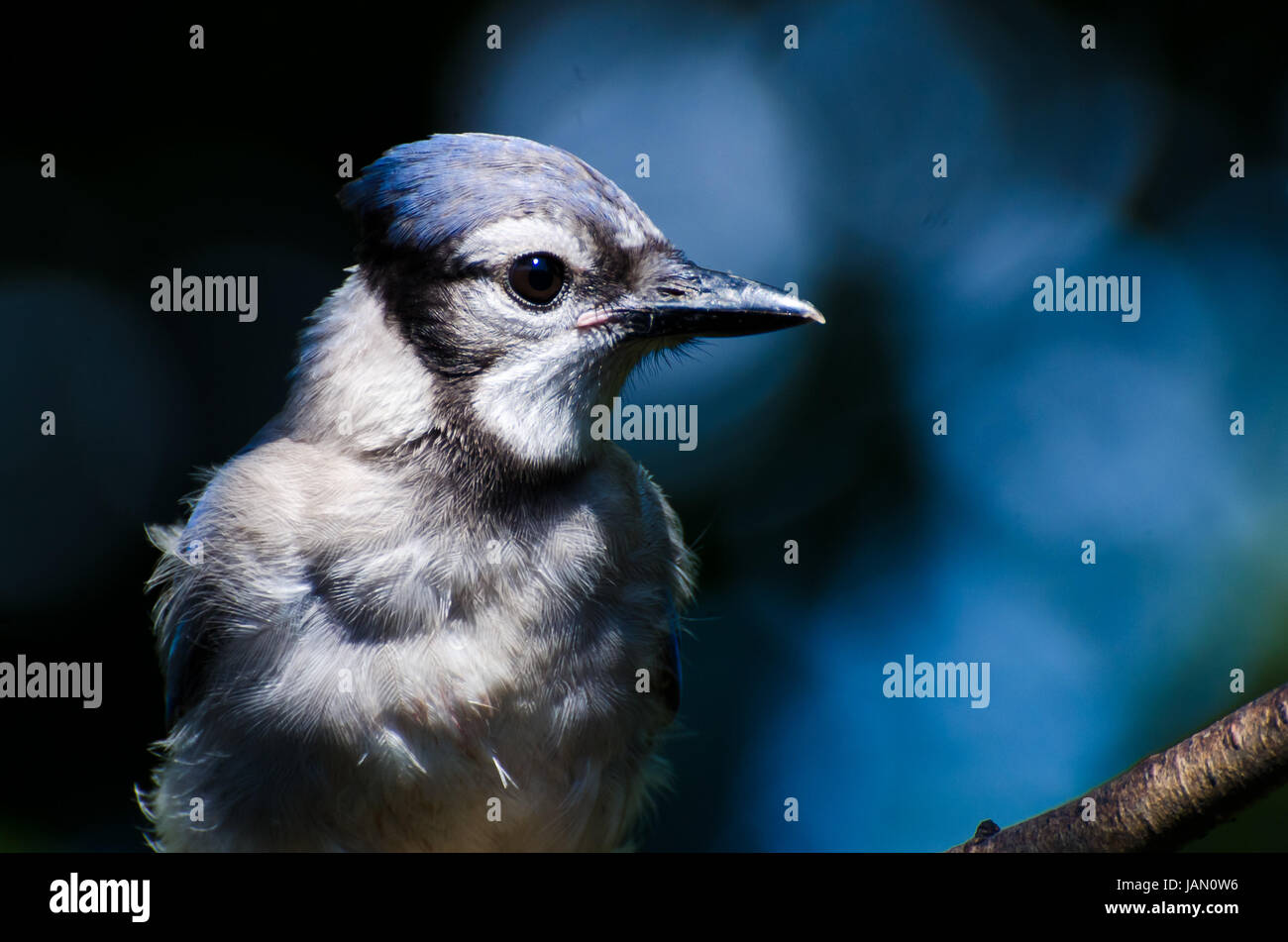 Blue Jay Close Up Stock Photo - Alamy