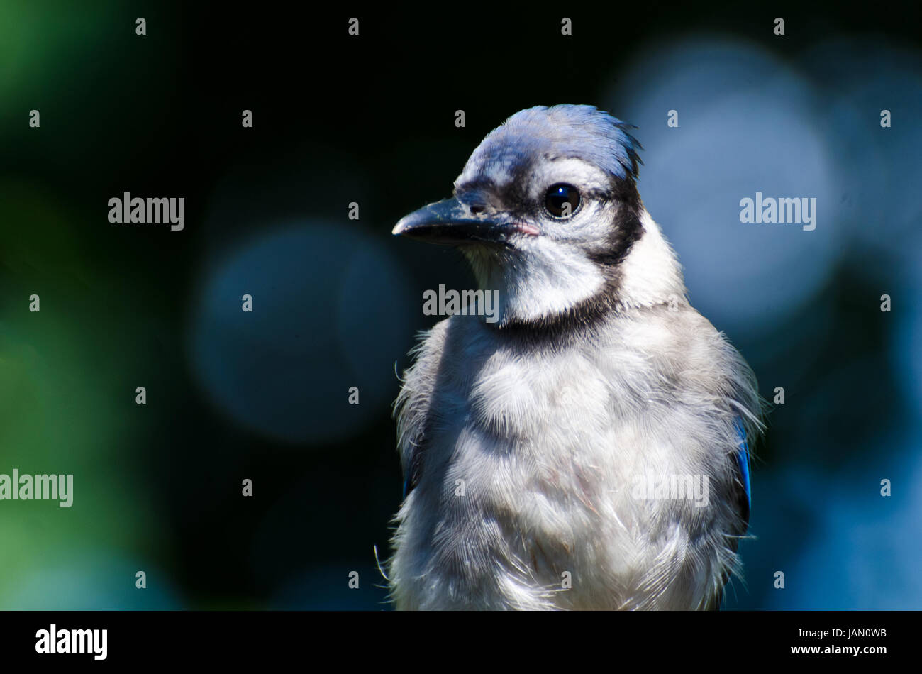 Blue Jay Close Up Stock Photo - Alamy