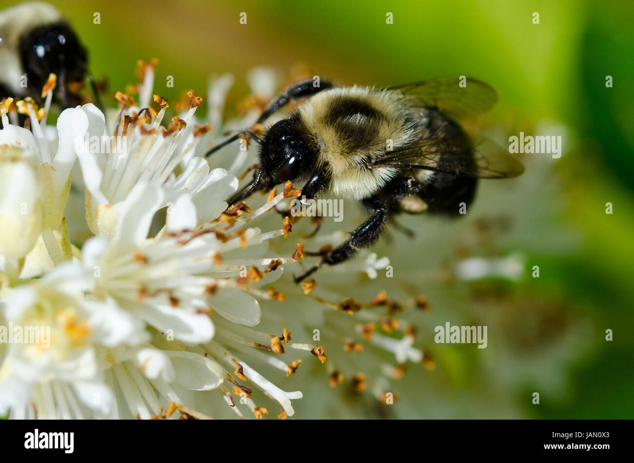 Bee Gathering Pollen from a White Flower Stock Photo - Alamy