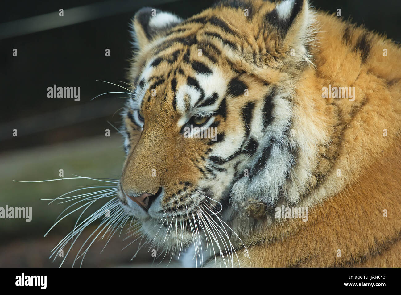 Closeup side view of a beautiful Tiger head Stock Photo - Alamy