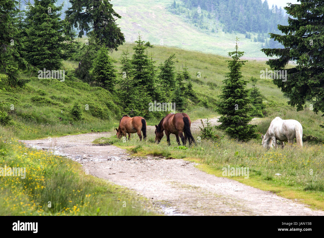 Romanian landscapes hi-res stock photography and images - Alamy