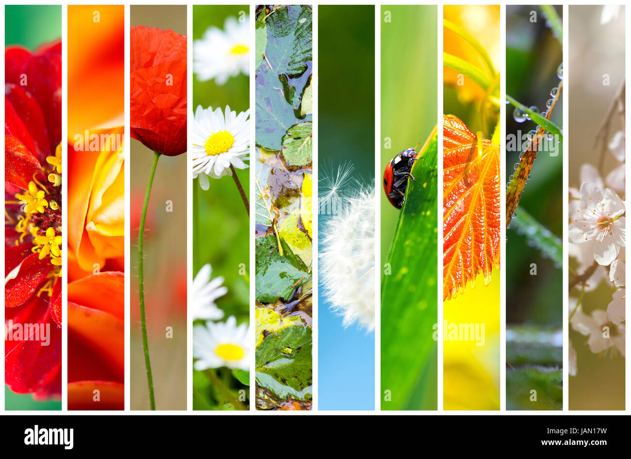 collage flora and fauna Stock Photo - Alamy