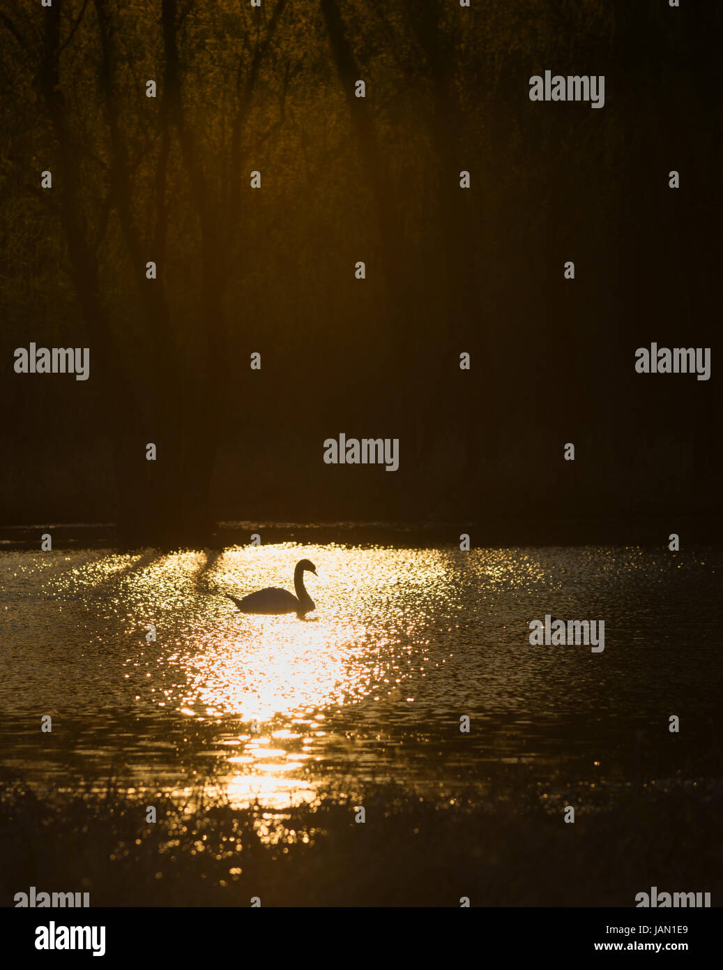 Single swan at sunrise on lake Stock Photo - Alamy