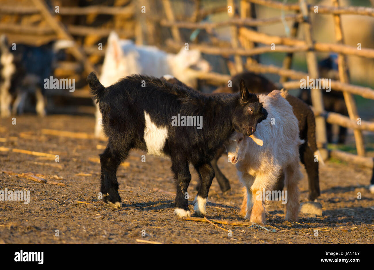 Grazing goat kids hi-res stock photography and images - Alamy