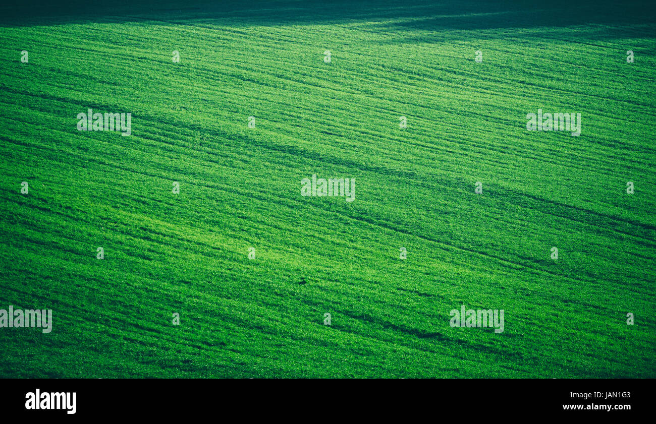 green field in summer time Stock Photo - Alamy