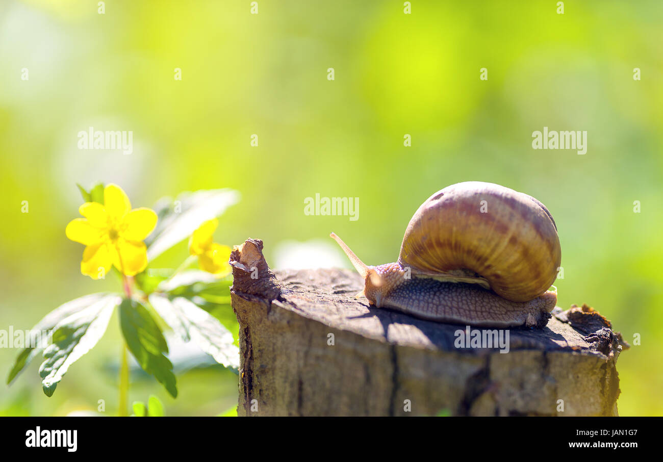 Shell with stripes hi-res stock photography and images - Alamy
