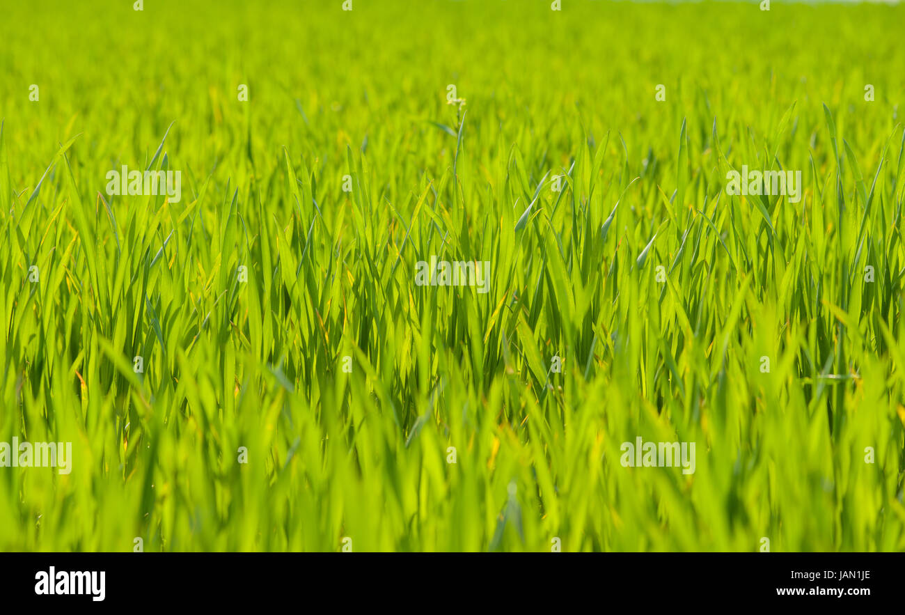 Field grass on blurred background hi-res stock photography and images ...