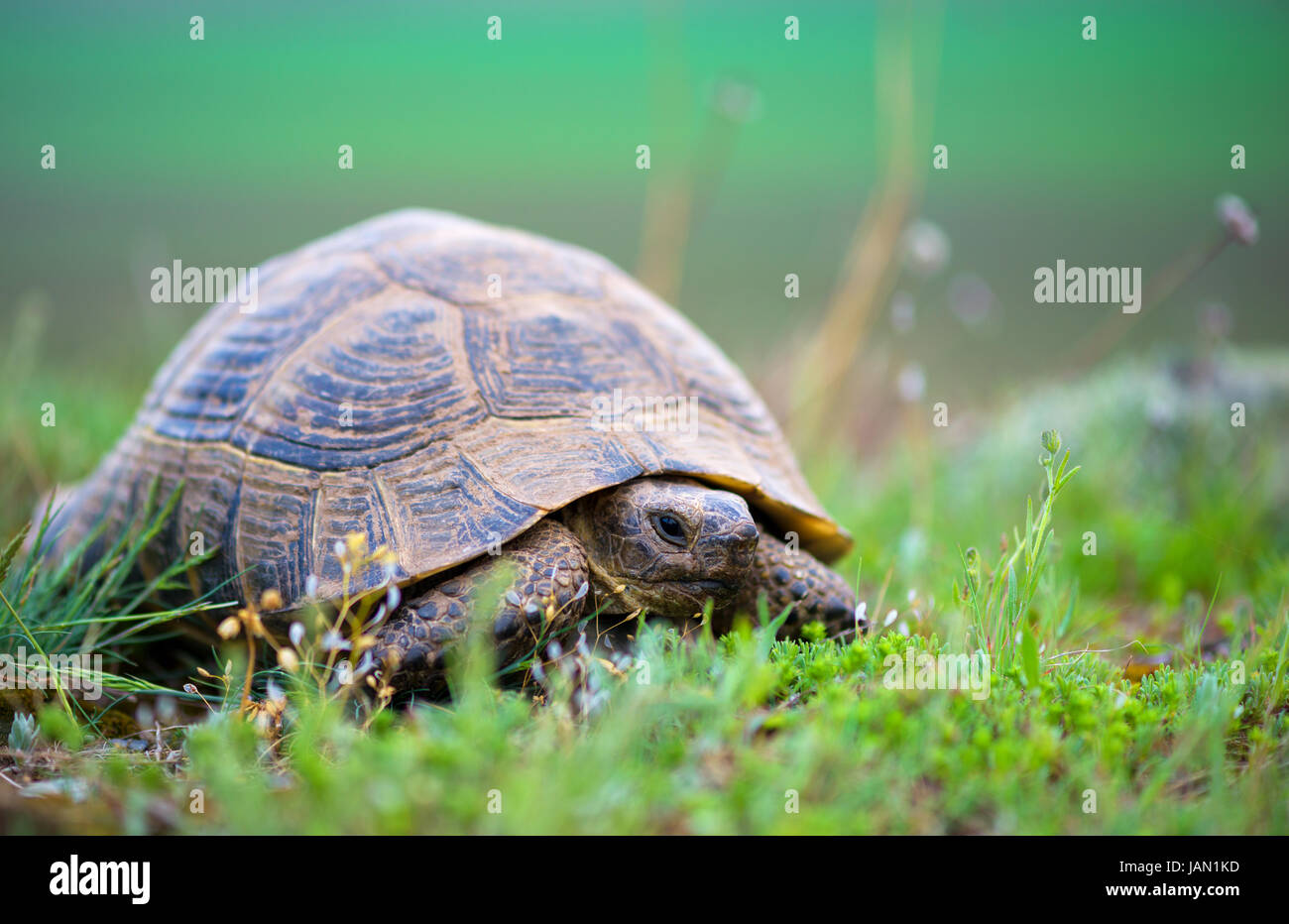 Land turtle hi-res stock photography and images - Alamy