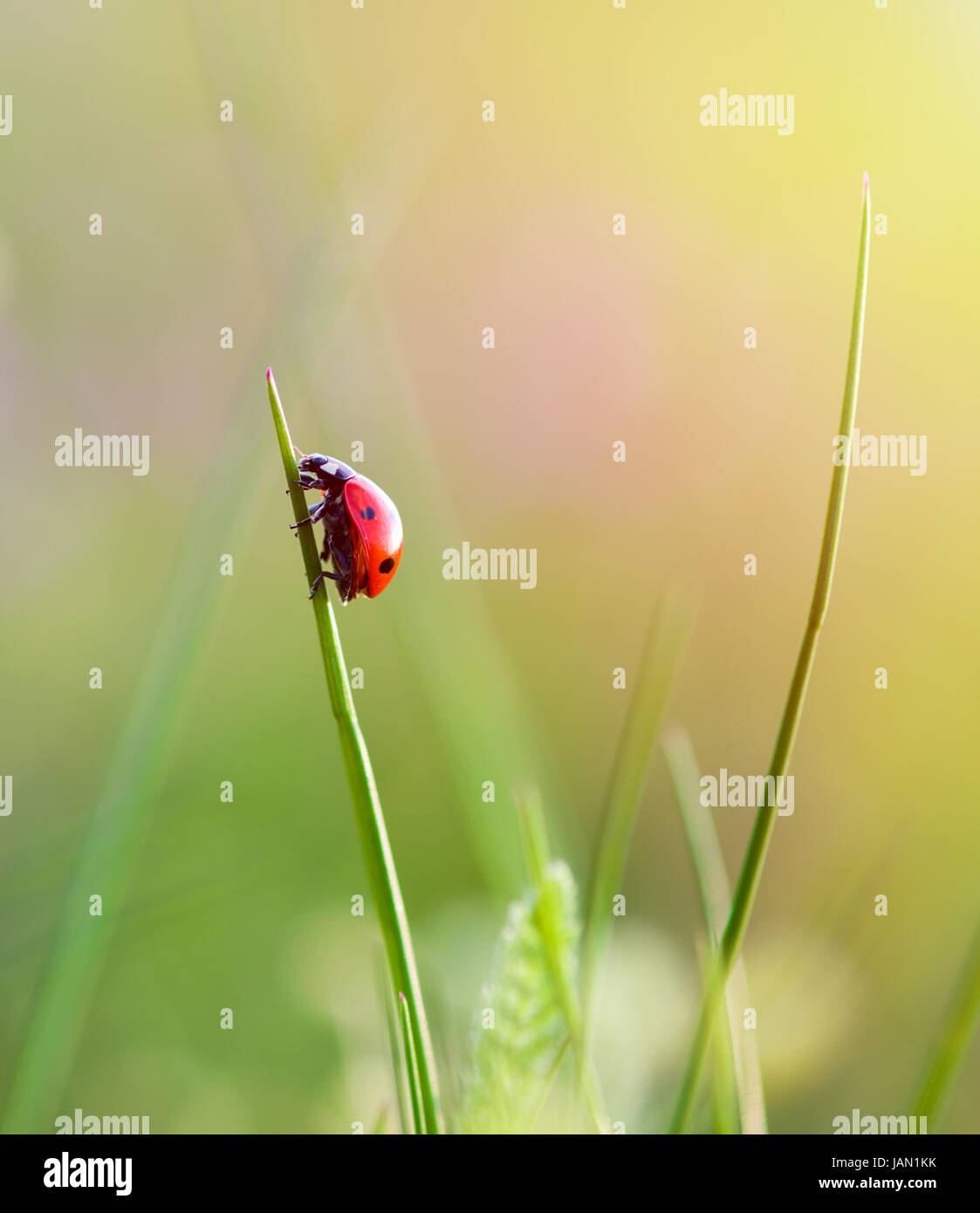 Lady bug grass hi-res stock photography and images - Alamy