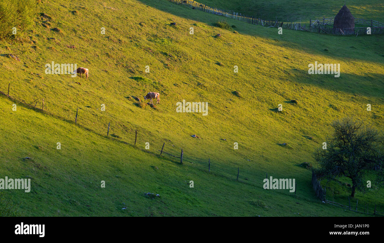 Cows Grazing at Sunset Stock Photo - Alamy