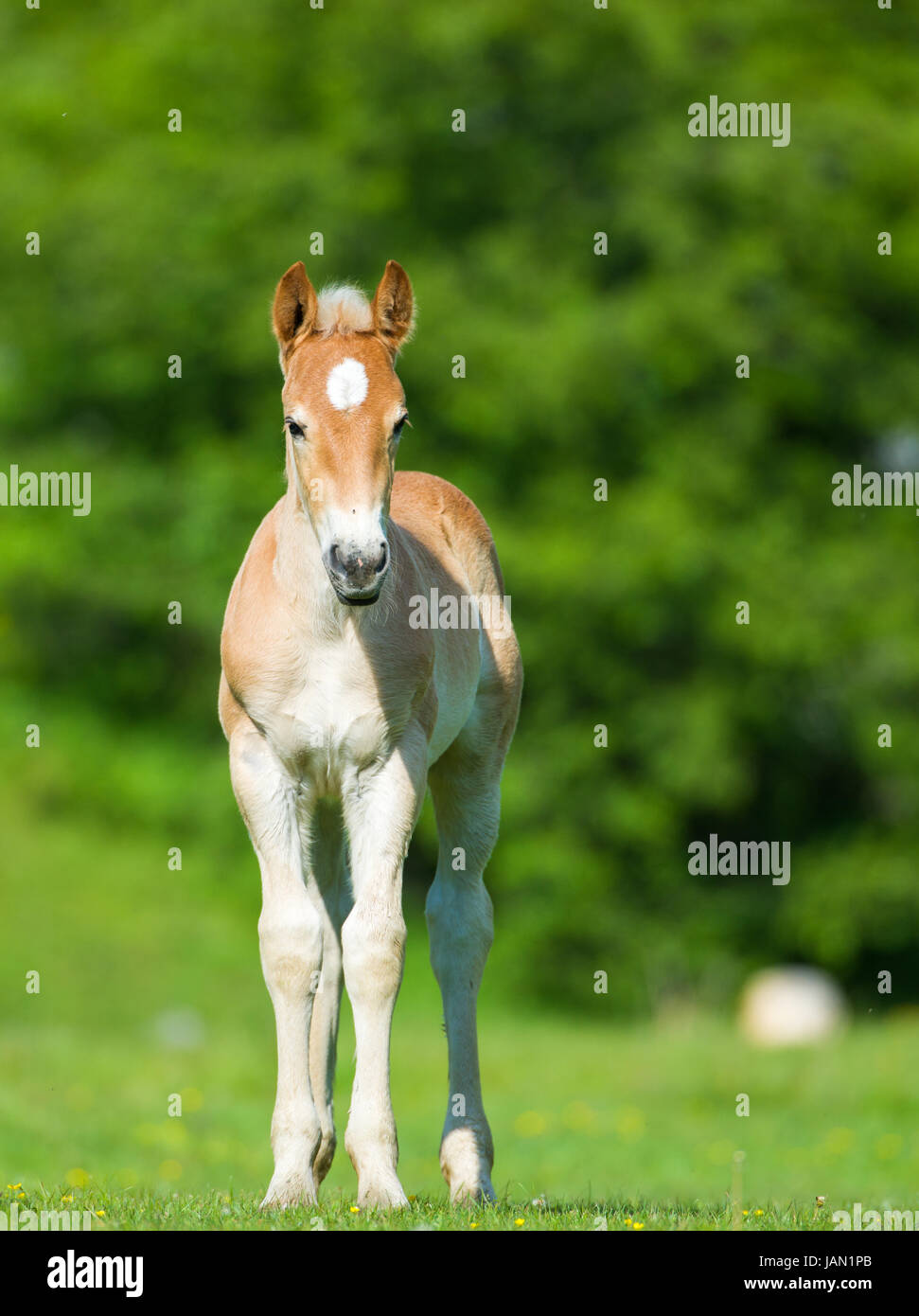 little foal in the meadow Stock Photo - Alamy