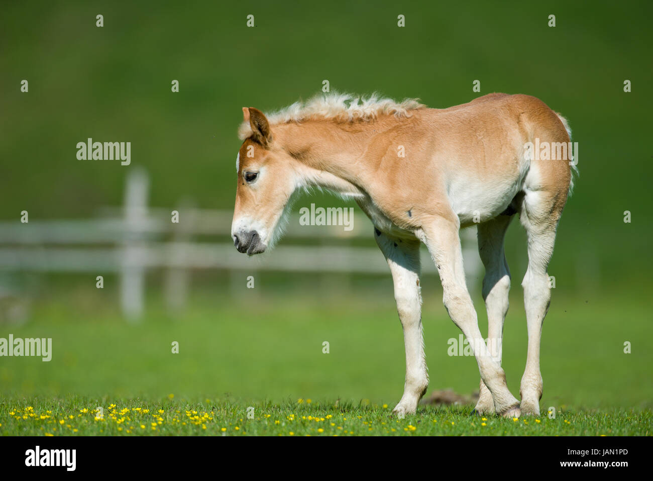 little foal in the meadow Stock Photo - Alamy