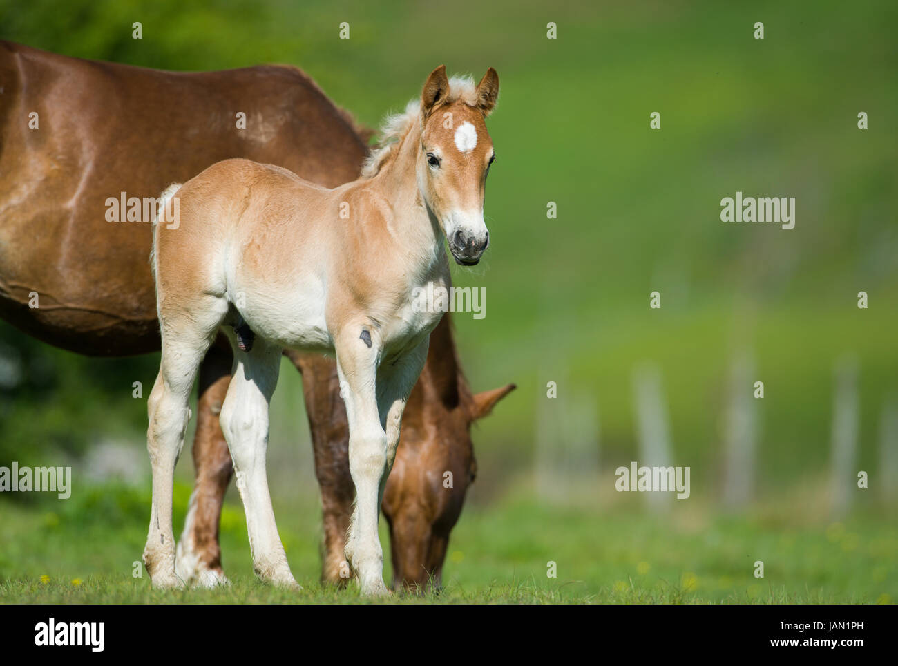 little foal in the meadow Stock Photo - Alamy