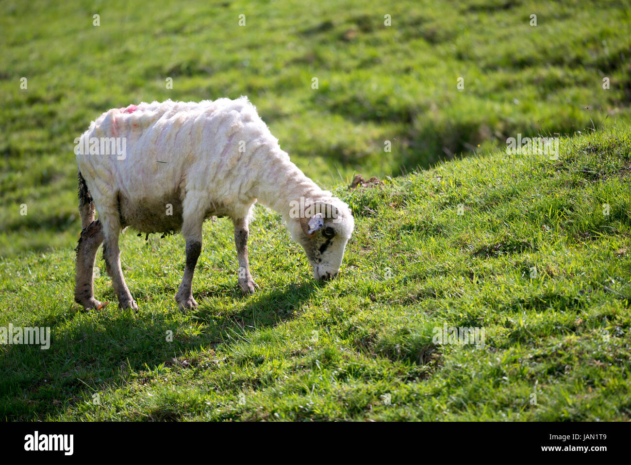 Bio sheep hi-res stock photography and images - Alamy