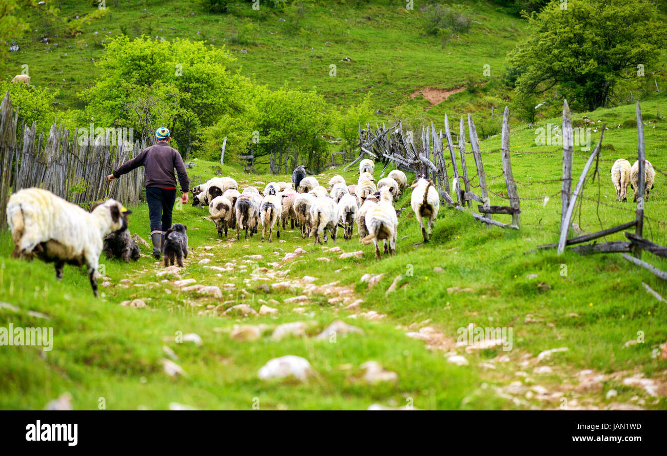Shepherd with his sheep Stock Photo - Alamy