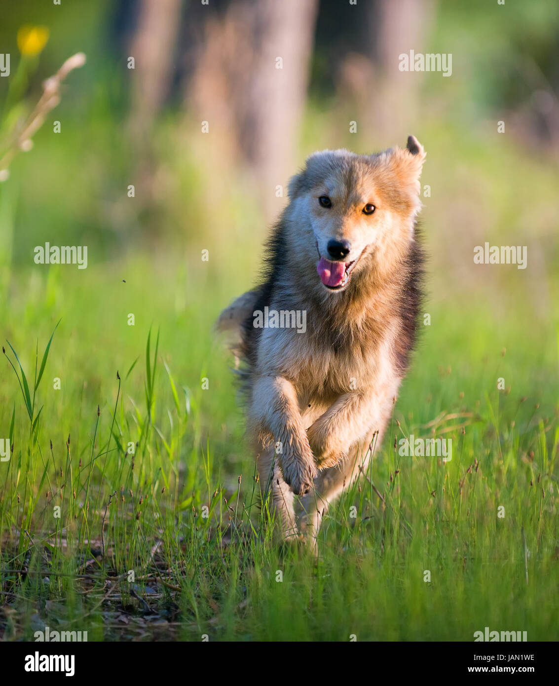 Summer running hi-res stock photography and images - Alamy