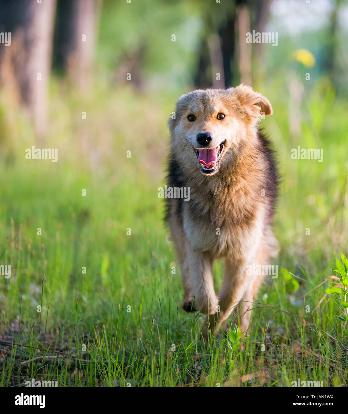 dog running in the field Stock Photo - Alamy
