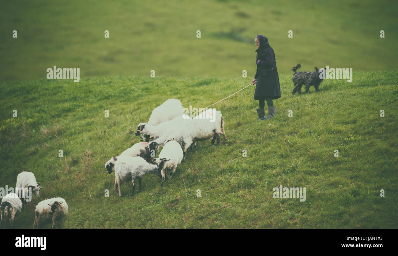 Shepherd with his sheep Stock Photo - Alamy