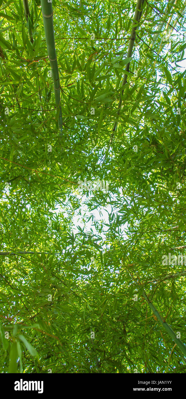 Bamboo plants forest aka Plantae Angiosperms Monocots Commelinids ...