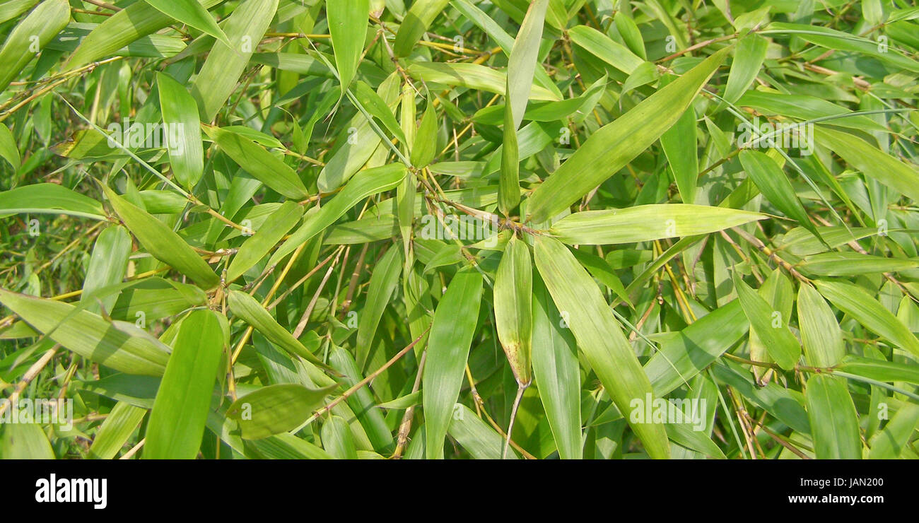 Bamboo Tree leaves background picture - wide panoramic view Stock Photo ...