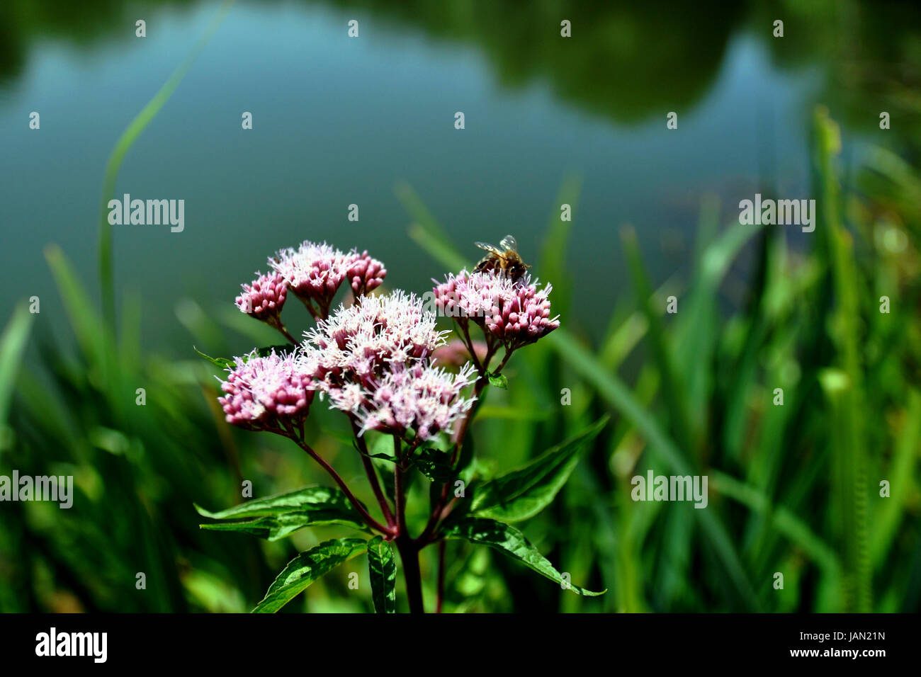 Reed bee hi-res stock photography and images - Alamy