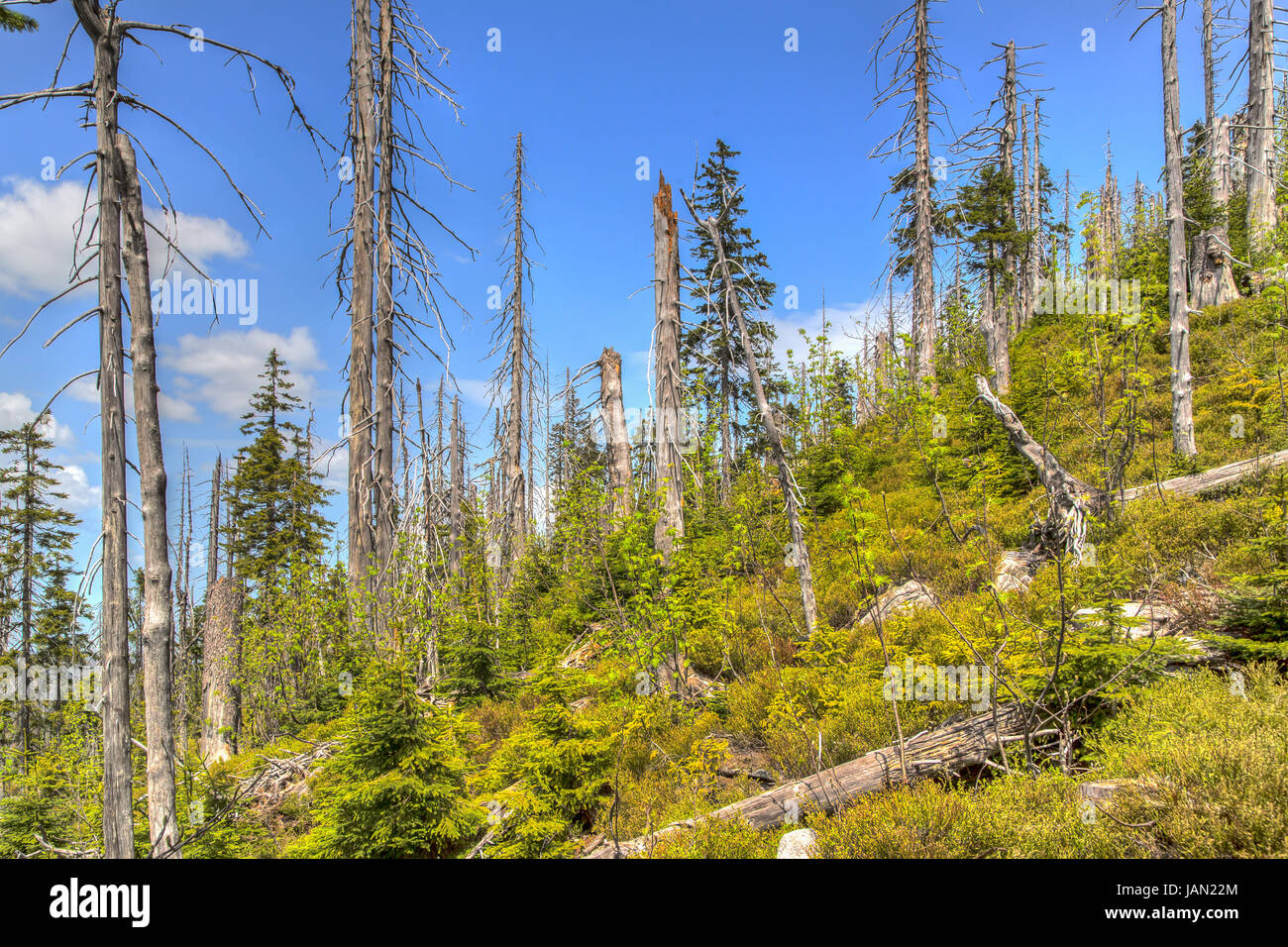 Dying forests in the Bavarian Forest on the Lusen. Waldsterben im ...