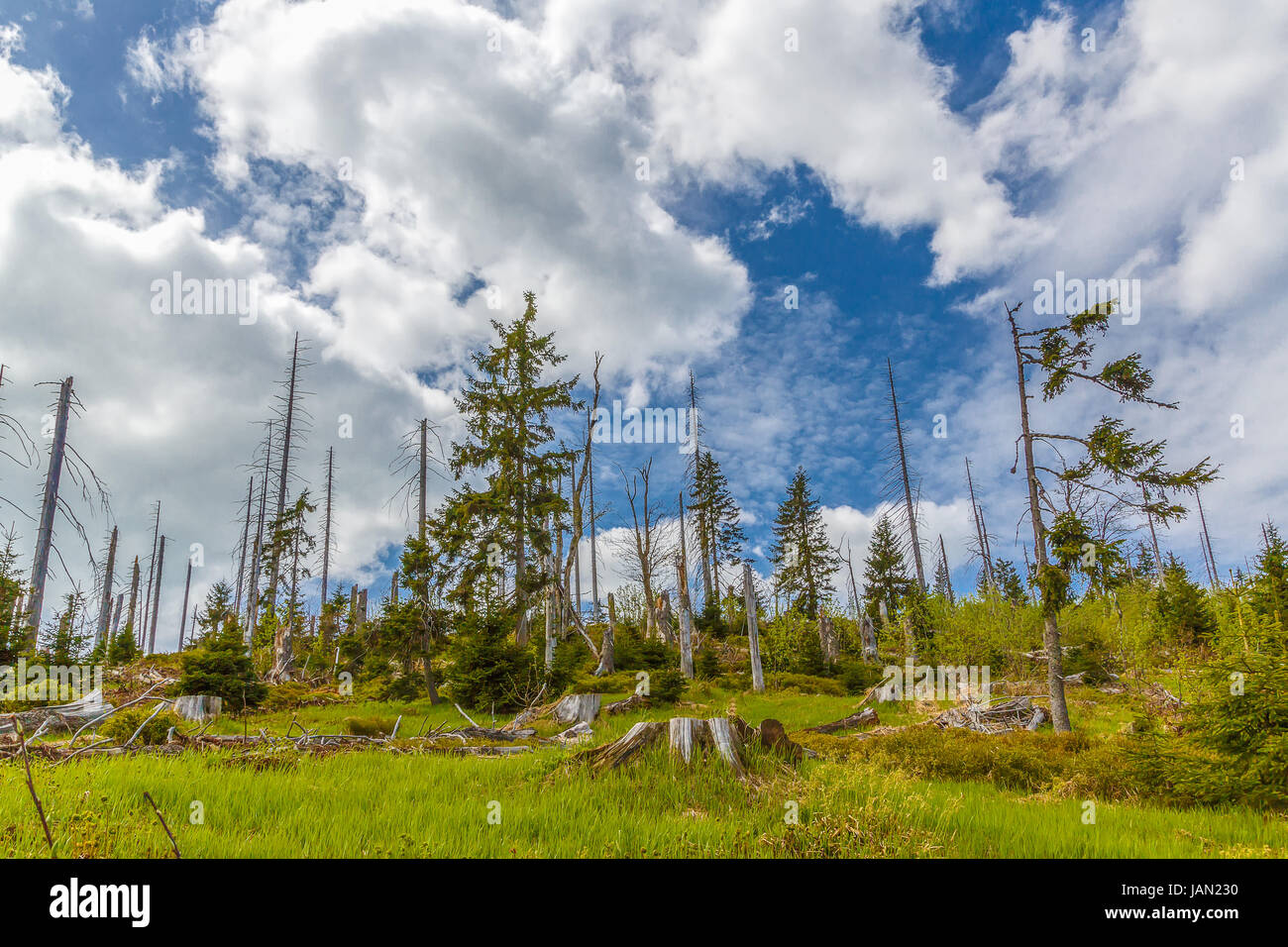 Dying forests in the Bavarian Forest on the Lusen. Waldsterben im ...