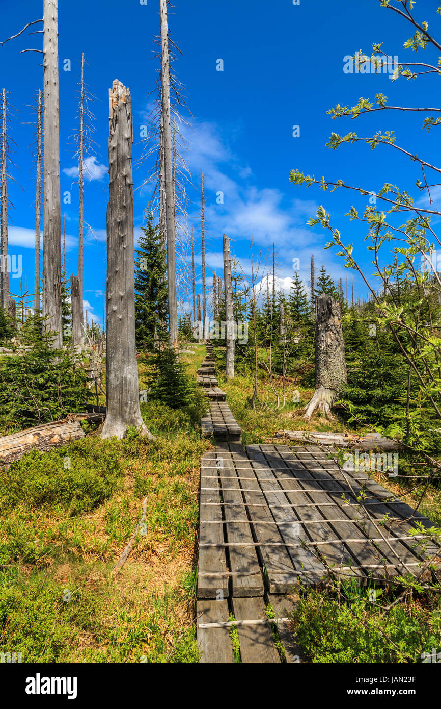 Waldsterben im wald hi-res stock photography and images - Alamy