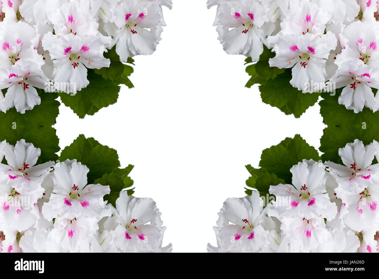 geranium flower isolated on a white background Stock Photo - Alamy