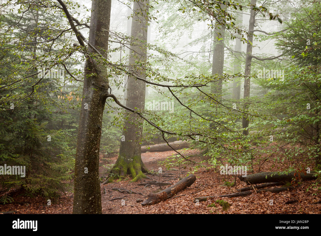 Black forest nature reserve hi-res stock photography and images - Alamy