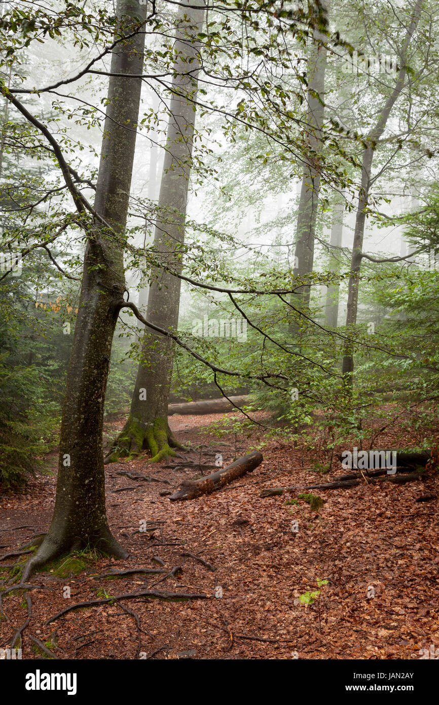 Black forest nature reserve hi-res stock photography and images - Alamy