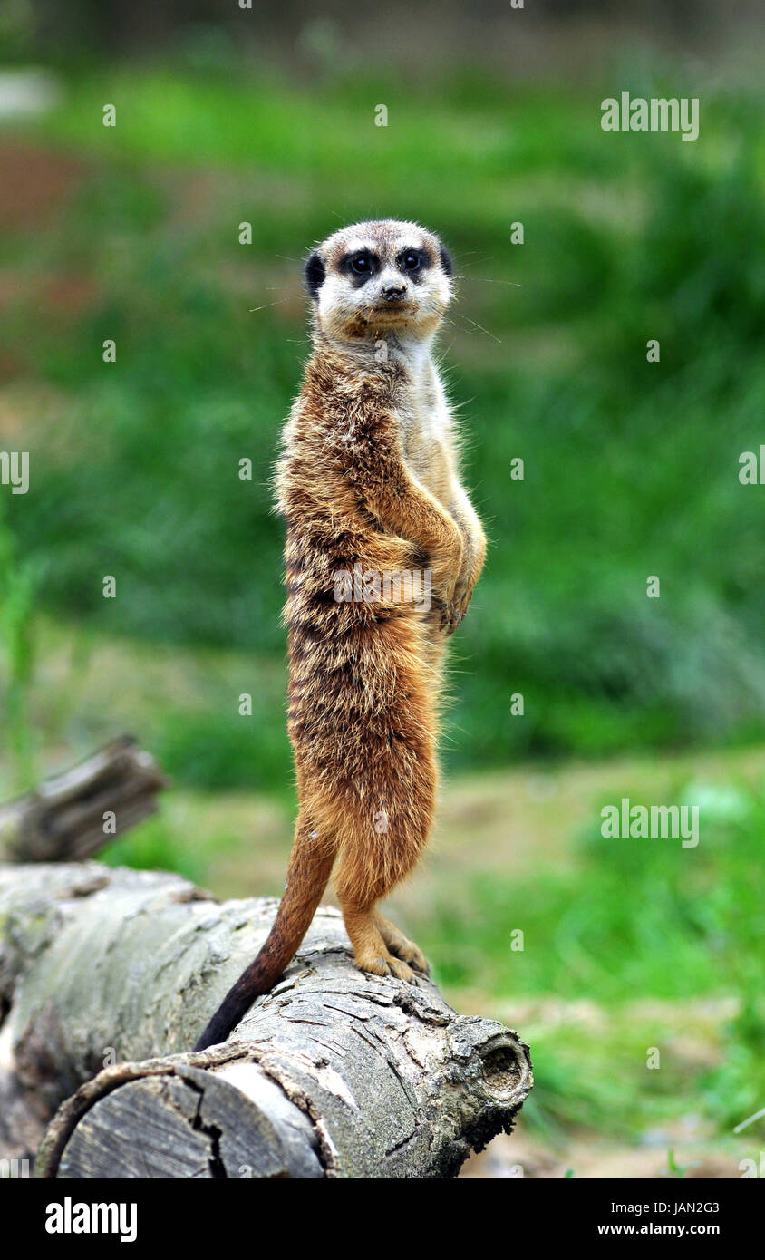 Meerkat on the watch, normally living in the southern parts of Africa ...