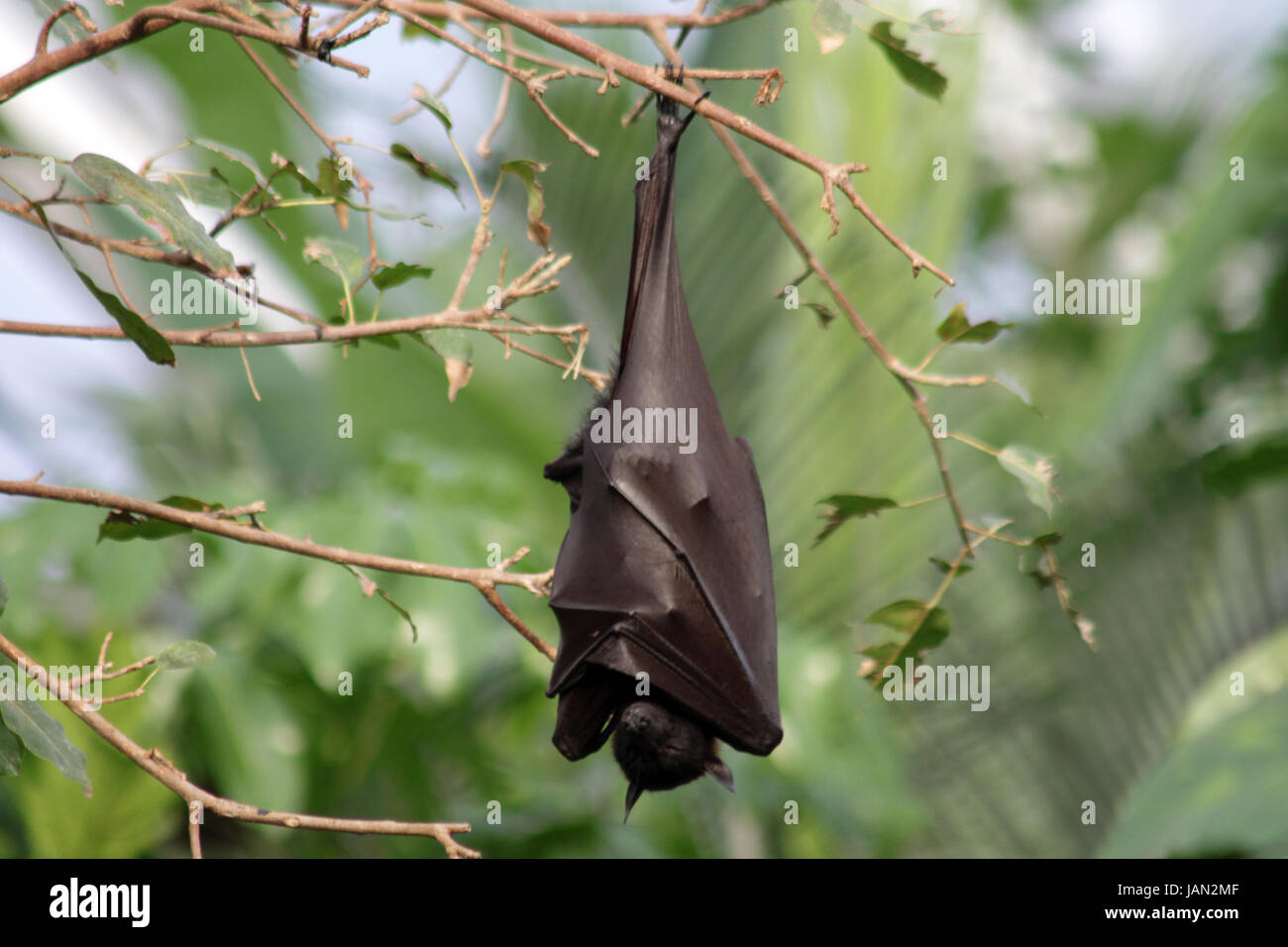 Fruit bat hanging from a tree with wings wrapped around it's body Stock ...