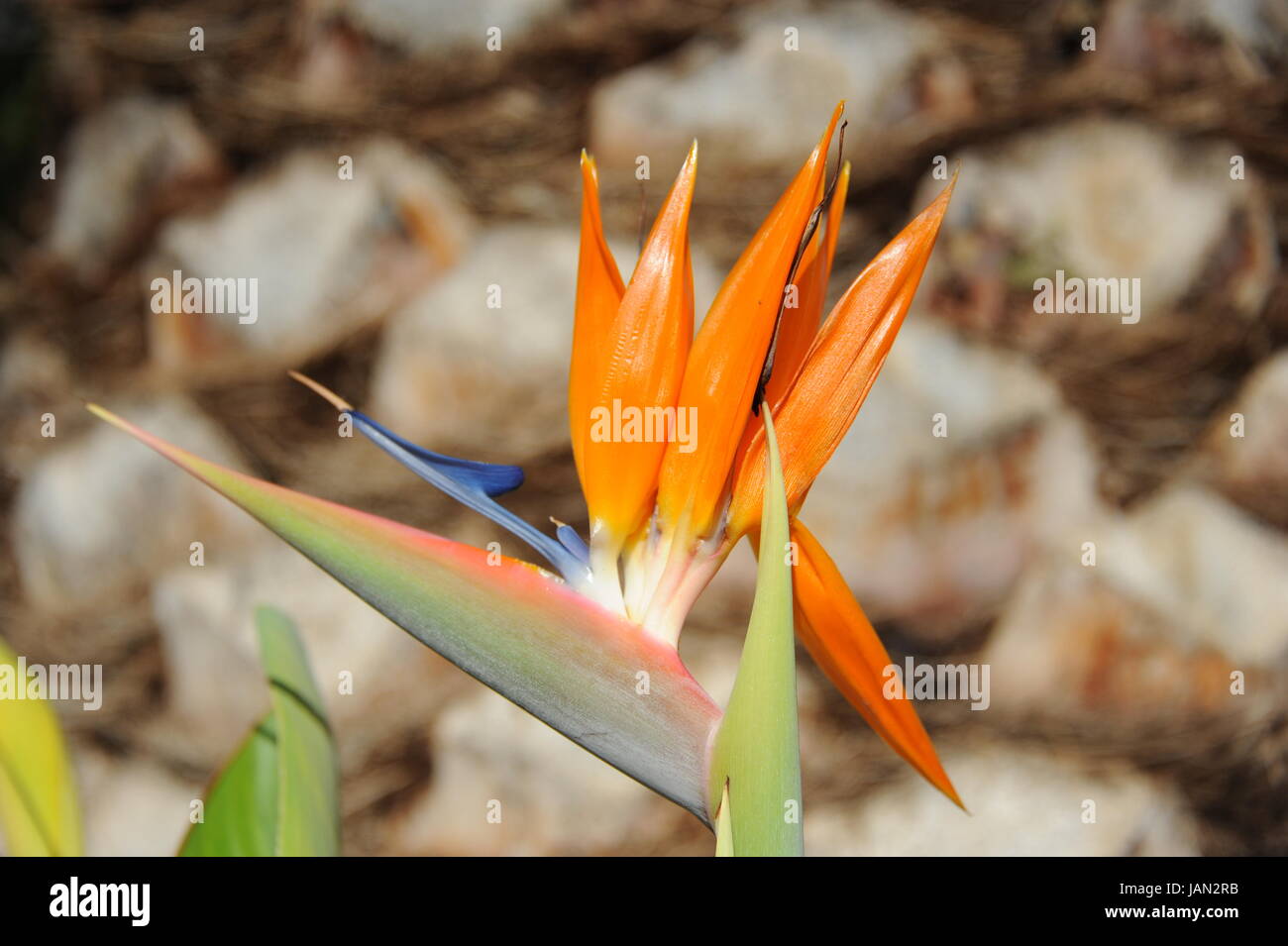 Paradisvogelblume hi-res stock photography and images - Alamy