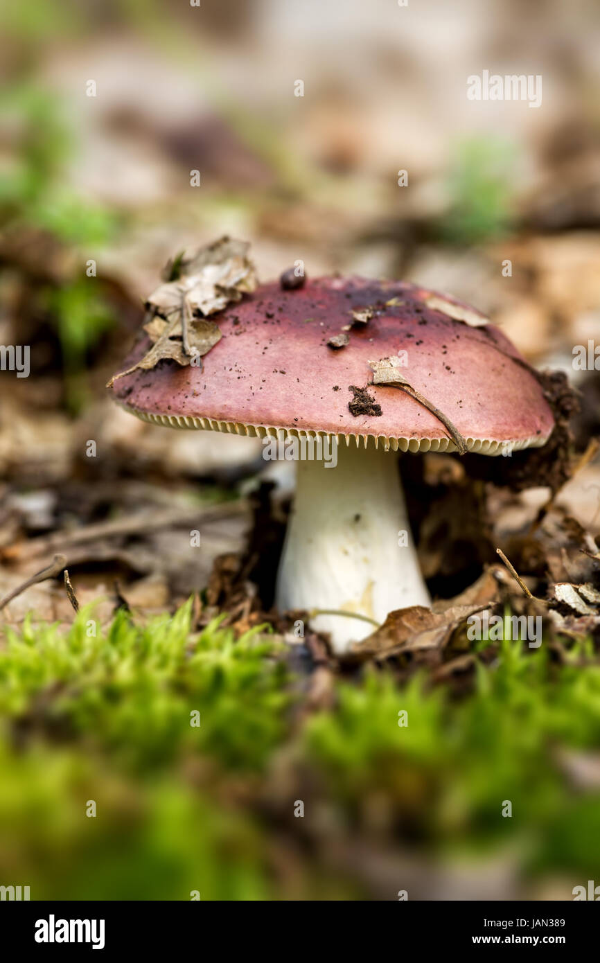 Red mushroom russula in the forest Stock Photo - Alamy