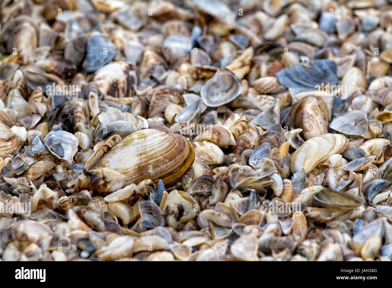 Many dry shell Stock Photo - Alamy