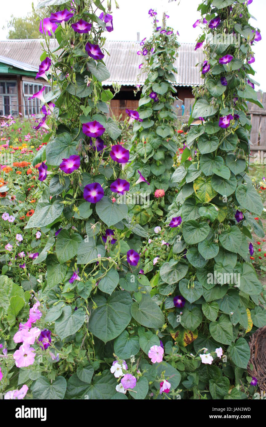 beautiful and blue flowers of creeper ipomoea Stock Photo - Alamy
