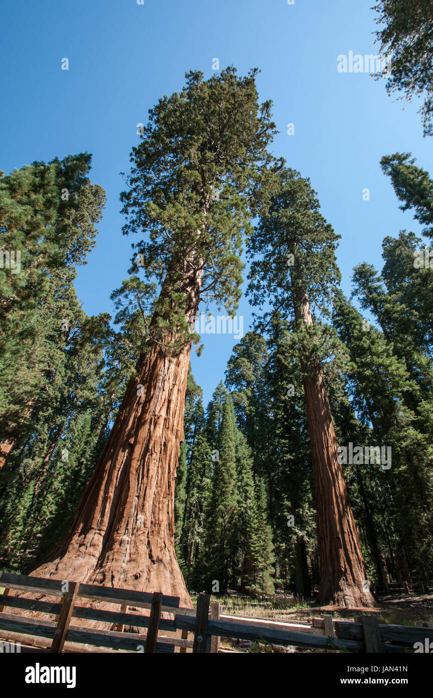 Sequoia national park two big trees Stock Photo - Alamy